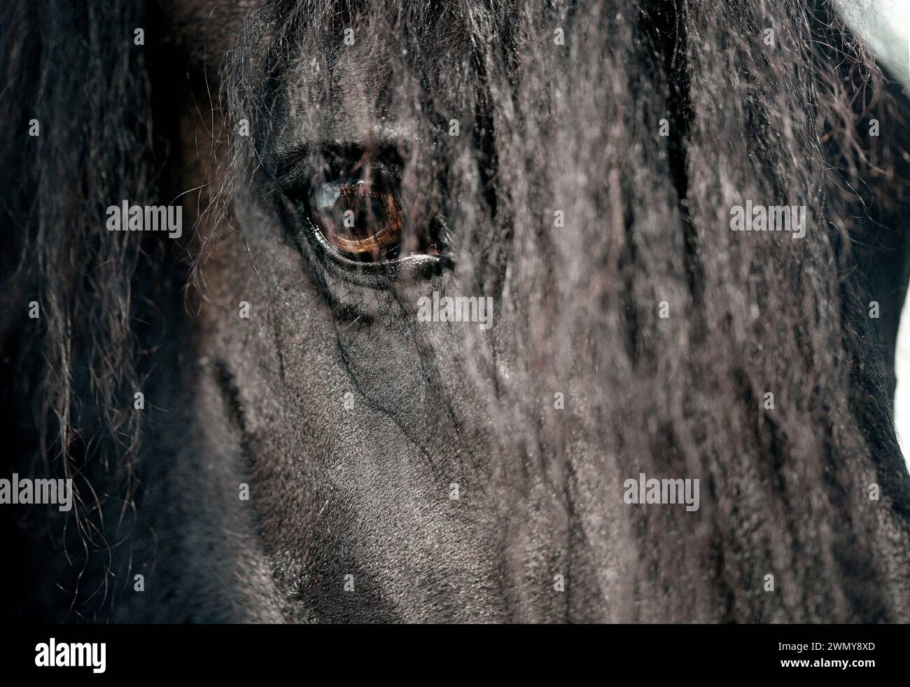 Friesian horse close up eye hi-res stock photography and images - Alamy
