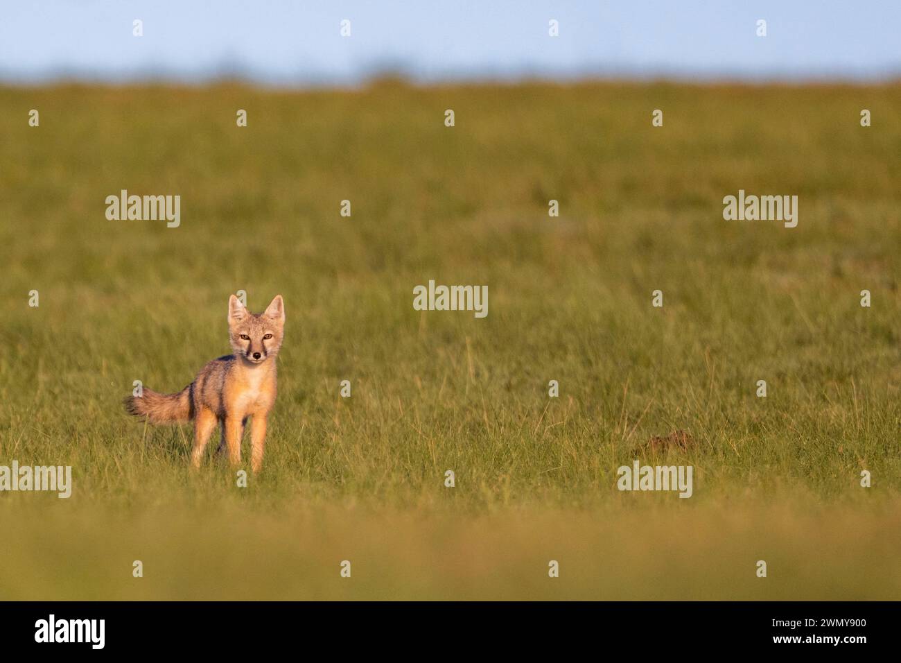 Mongolia, East Mongolia, Steppe area, Corsac fox (Vulpus corsac), at ...