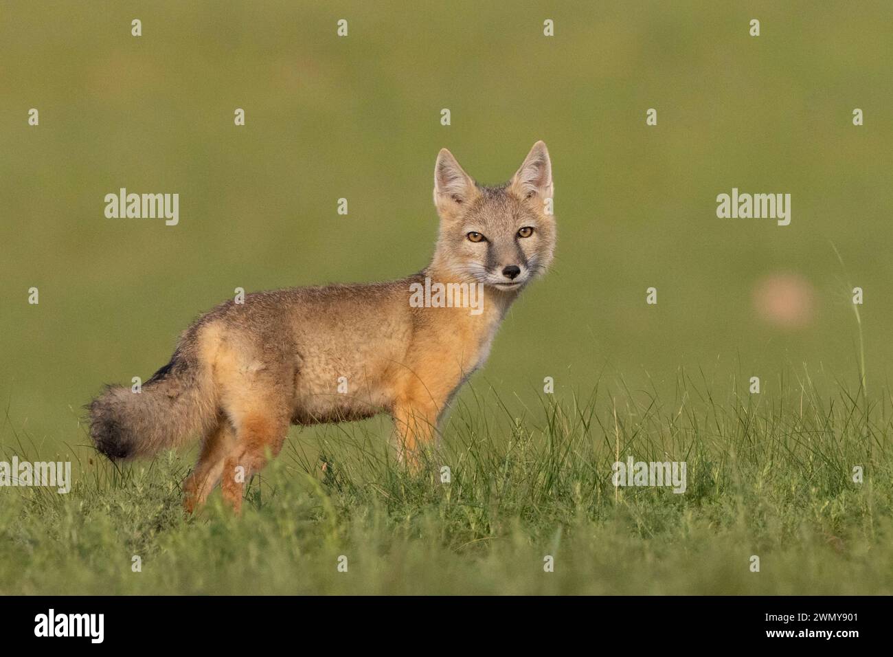 Mongolia, East Mongolia, Steppe area, Corsac fox (Vulpus corsac), at ...
