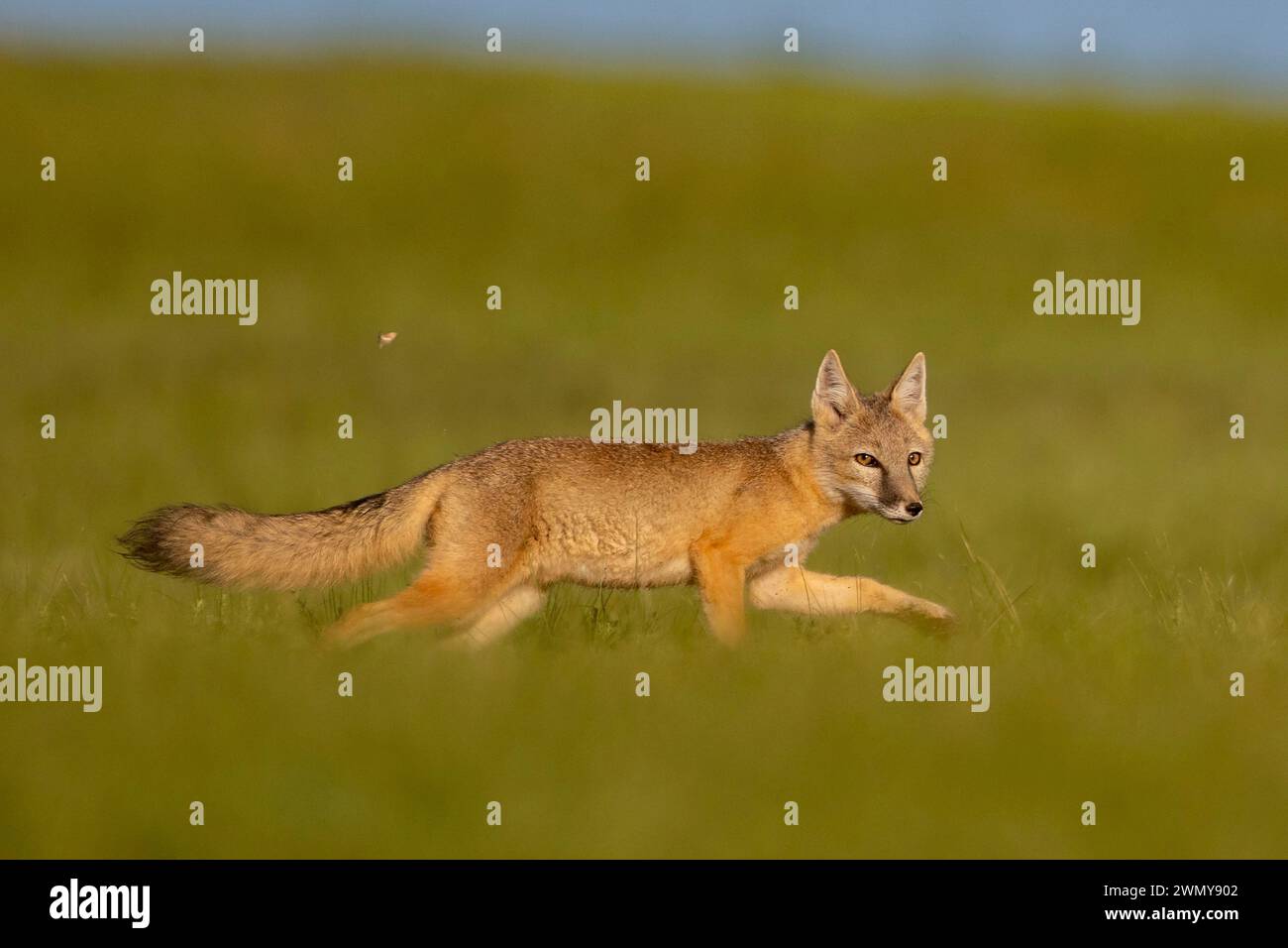 Mongolia, East Mongolia, Steppe area, Corsac fox (Vulpus corsac), at ...