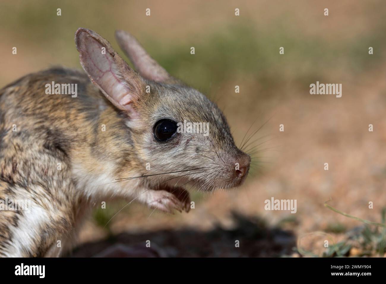 Mongolia, Eastern Mongolia, Steppe, Mongolian five-toed jerboa or ...
