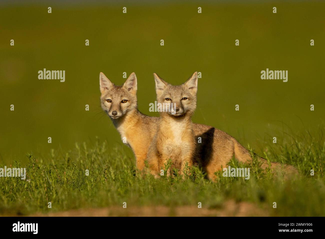 Mongolia, East Mongolia, Steppe area, Corsac fox (Vulpus corsac), at ...