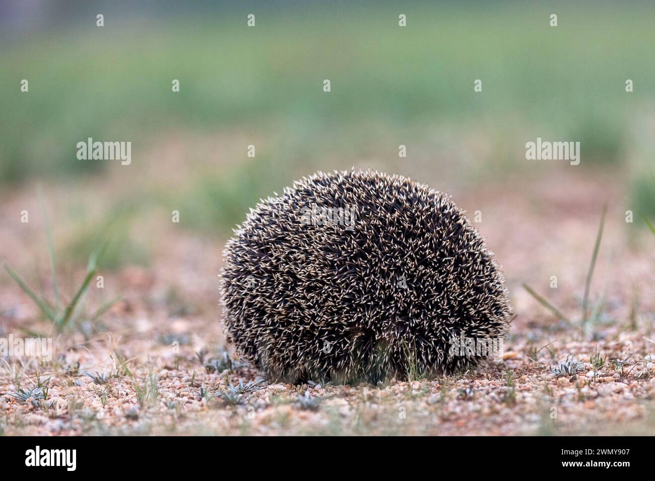 Mongolia, East Mongolia, Steppe area, Daurian Hedgehog (Mesechinus ...
