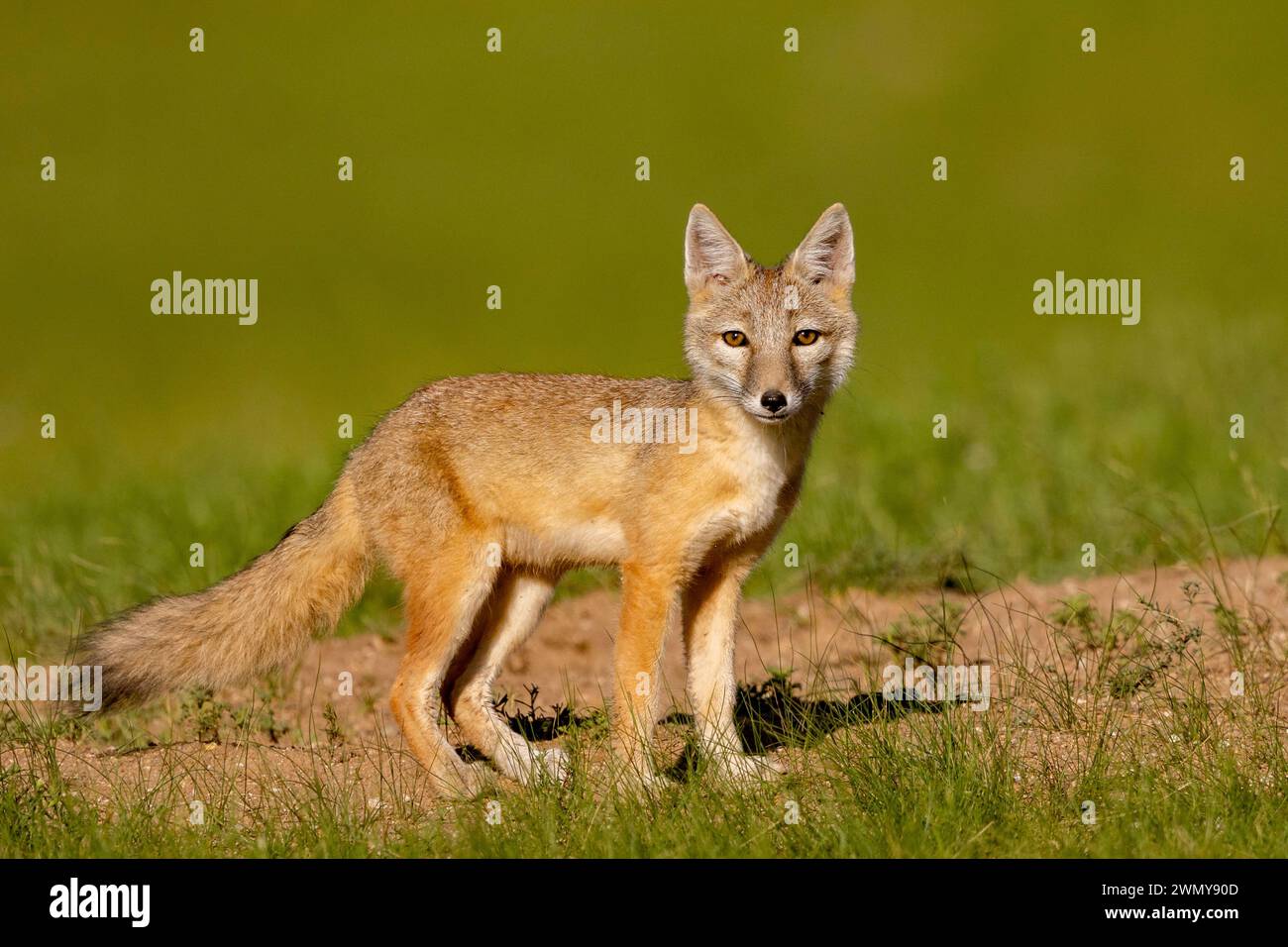 Mongolia, East Mongolia, Steppe area, Corsac fox (Vulpus corsac), at ...