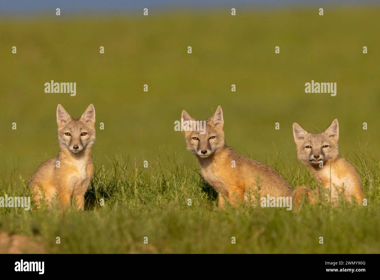 Mongolia, East Mongolia, Steppe area, Corsac fox (Vulpus corsac), at ...