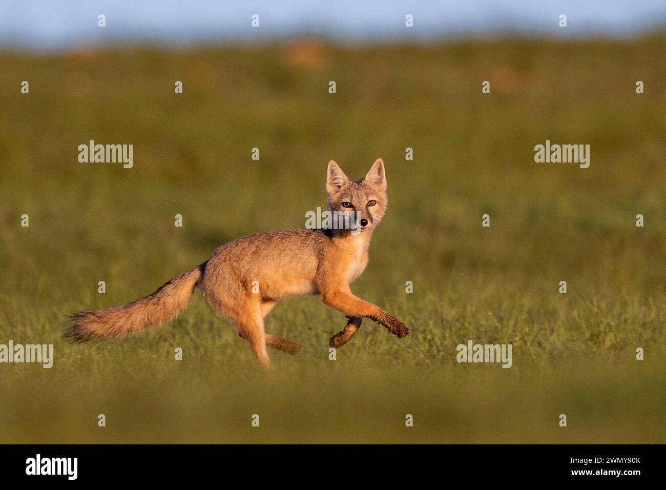Mongolia, East Mongolia, Steppe area, Corsac fox (Vulpus corsac), at ...