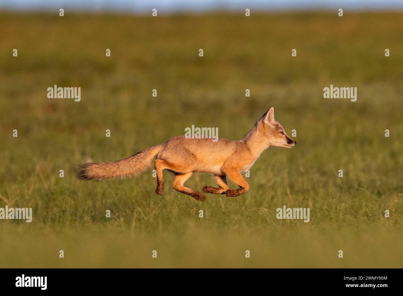 Mongolia, East Mongolia, Steppe area, Corsac fox (Vulpus corsac), at ...