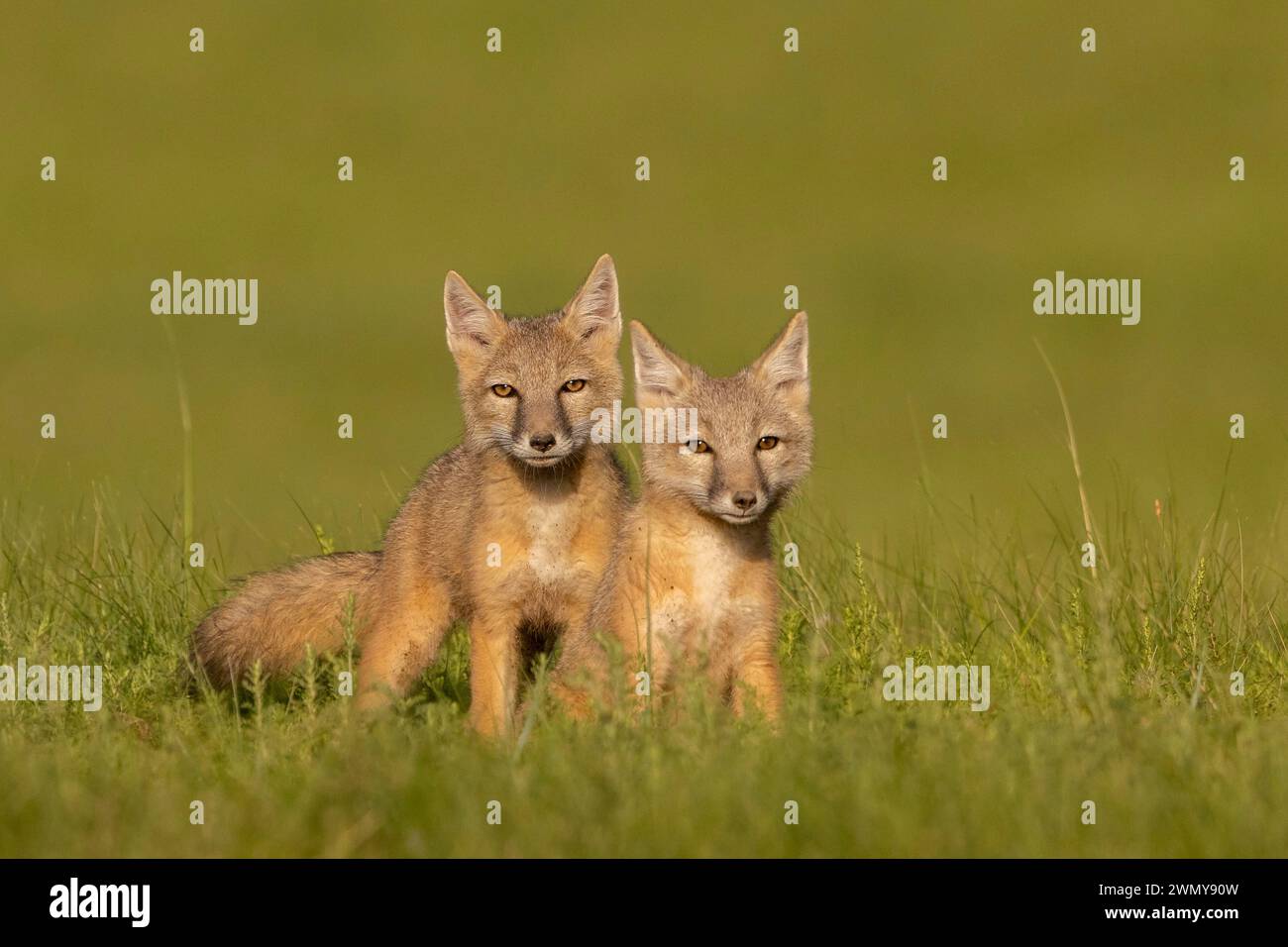 Mongolia, East Mongolia, Steppe area, Corsac fox (Vulpus corsac), at ...