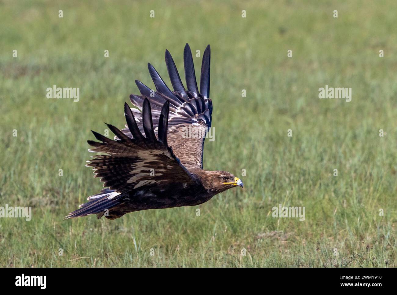 Mongolia, Eastern Mongolia, Steppe, Steppe Eagle (Aquila nipalensis ...
