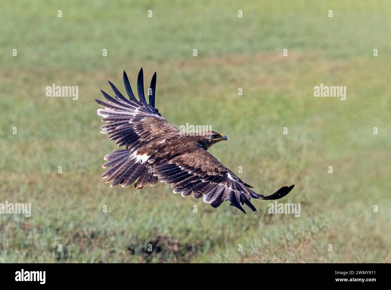 Mongolia, Eastern Mongolia, Steppe, Steppe Eagle (Aquila nipalensis ...