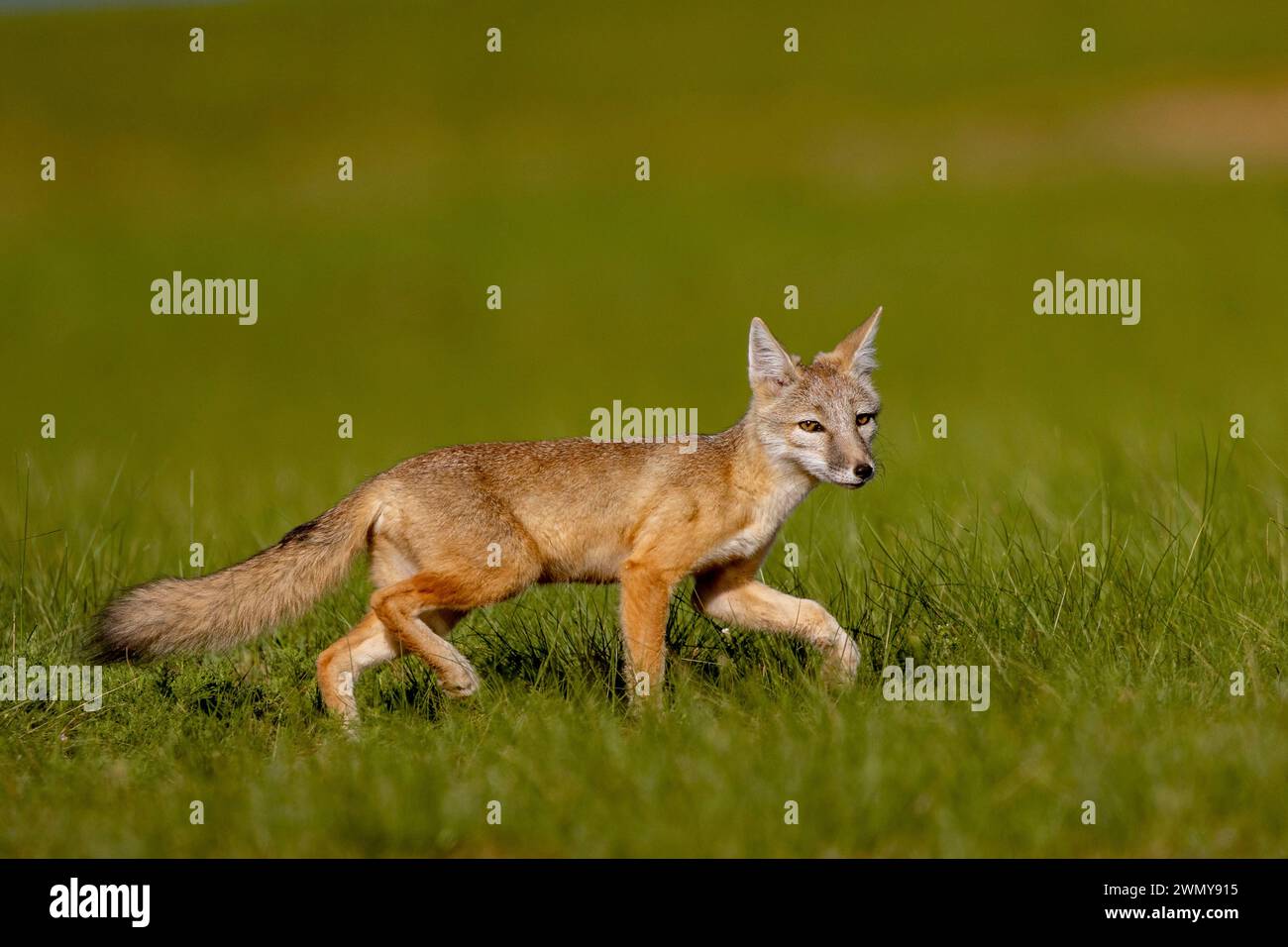 Mongolia, East Mongolia, Steppe area, Corsac fox (Vulpus corsac), at ...
