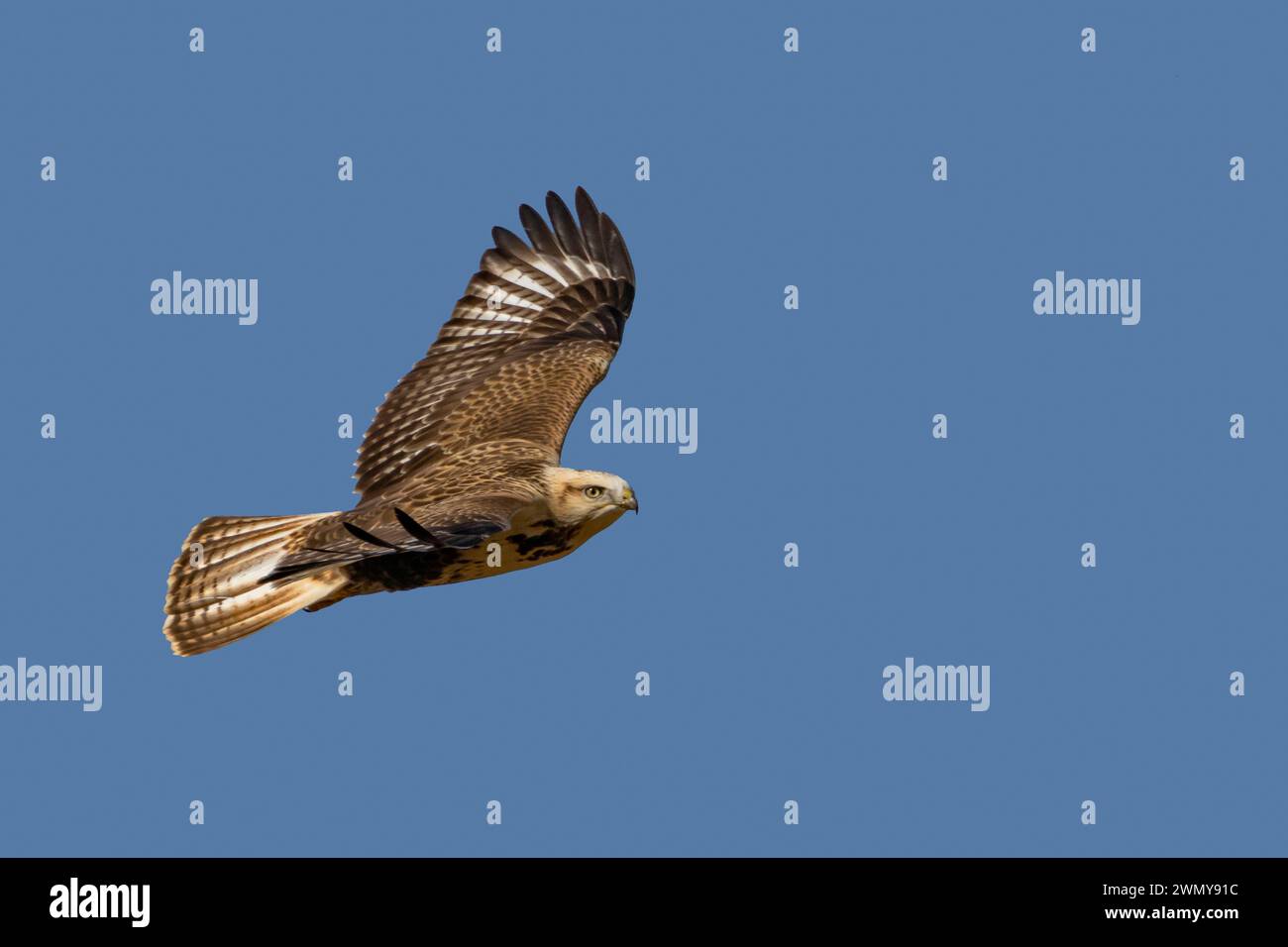 Mongolia, Eastern Mongolia, Steppe, Chinese Hawk (Buteo hemilasius), in ...