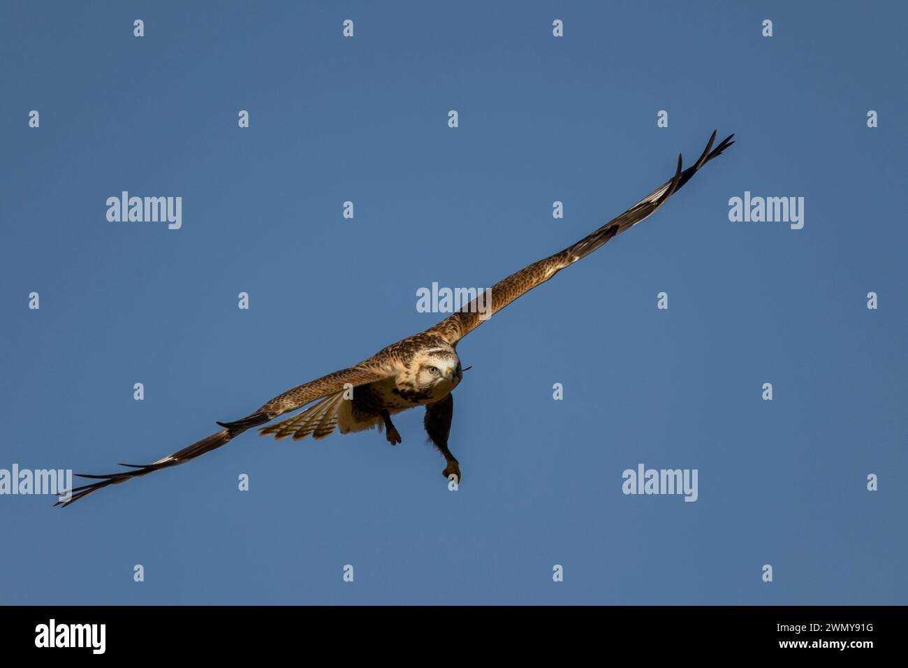 Mongolia, Eastern Mongolia, Steppe, Chinese Hawk (Buteo hemilasius), in ...