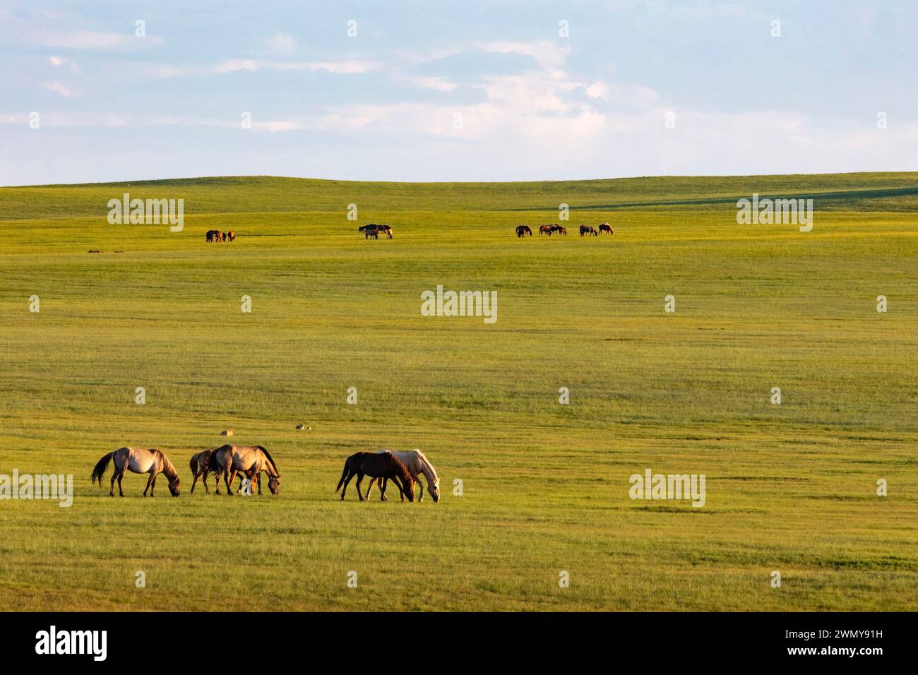 Pallas cat mongolia hi-res stock photography and images - Alamy