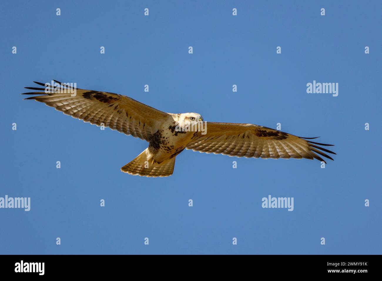 Mongolia, Eastern Mongolia, Steppe, Chinese Hawk (Buteo hemilasius), in ...