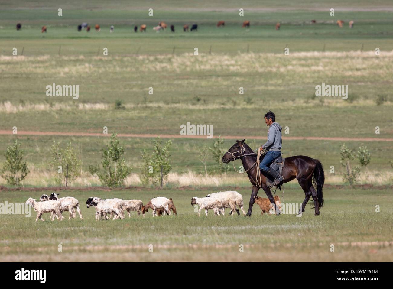 Mongolia, Eastern Mongolia, Steppe, Herd of Goats and Sheep undder the direction of a sheeper on ...