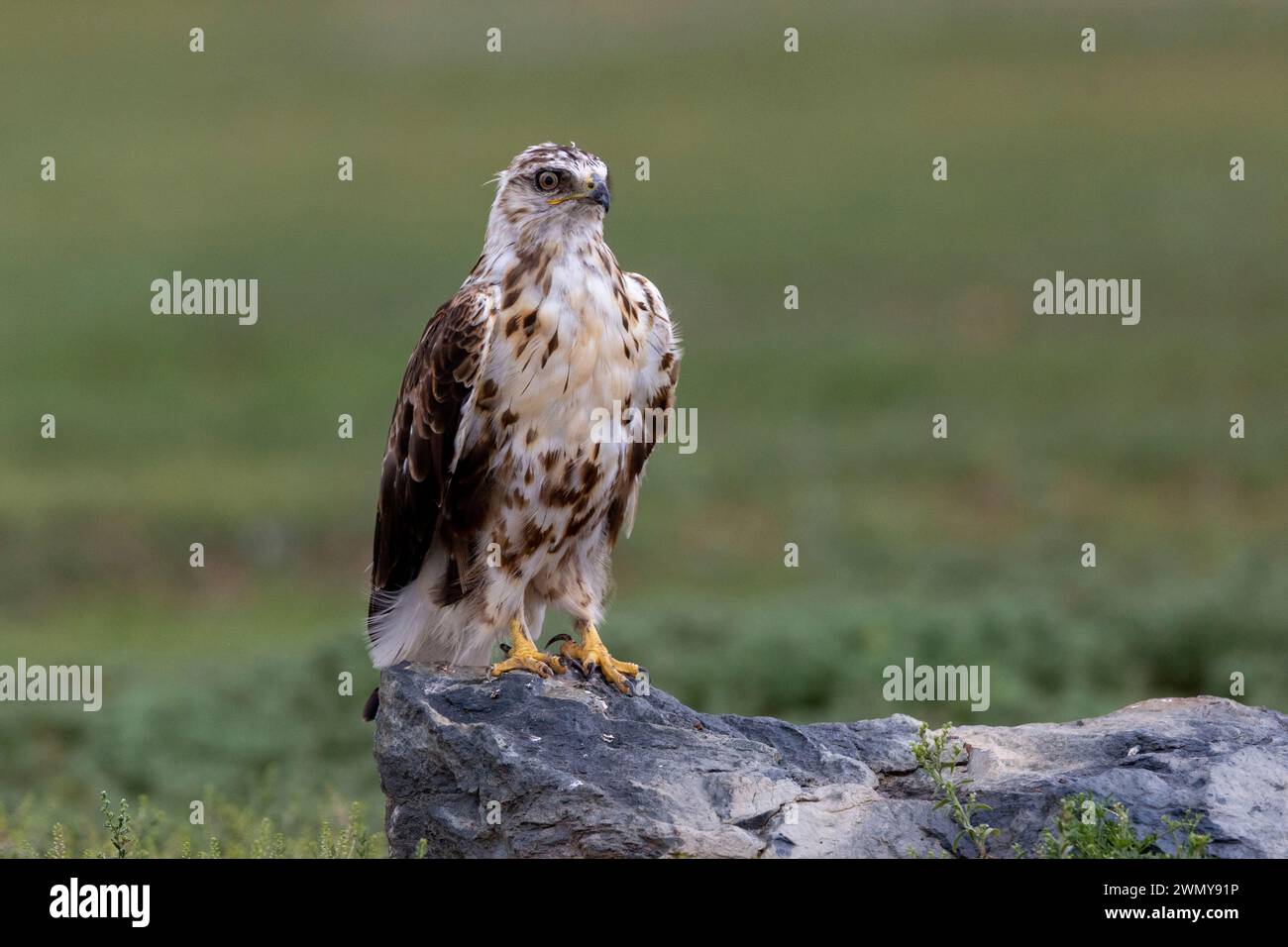 Mongolia, Eastern Mongolia, Steppe, Upland Buzzard (Buteo hemilasius ...