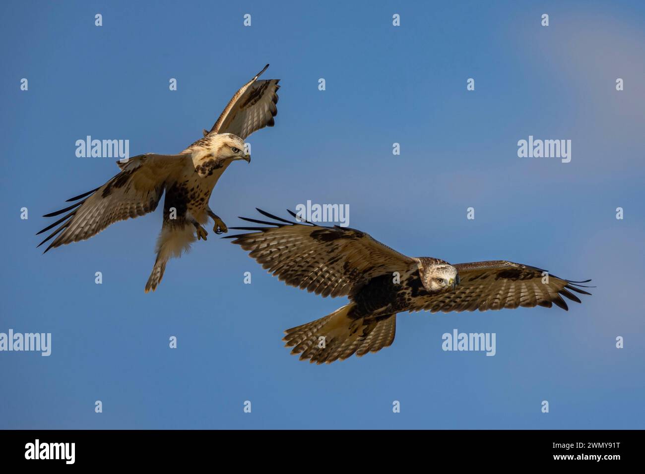 Mongolia, Eastern Mongolia, Steppe, Chinese Hawk (Buteo hemilasius), in ...