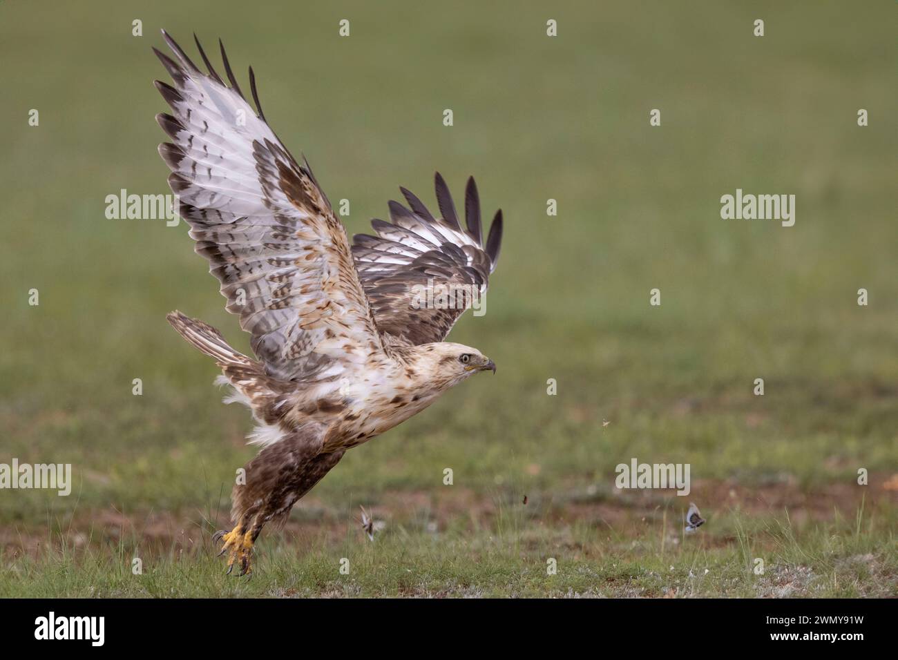 Mongolia, Eastern Mongolia, Steppe, Chinese Hawk (Buteo hemilasius), on ...
