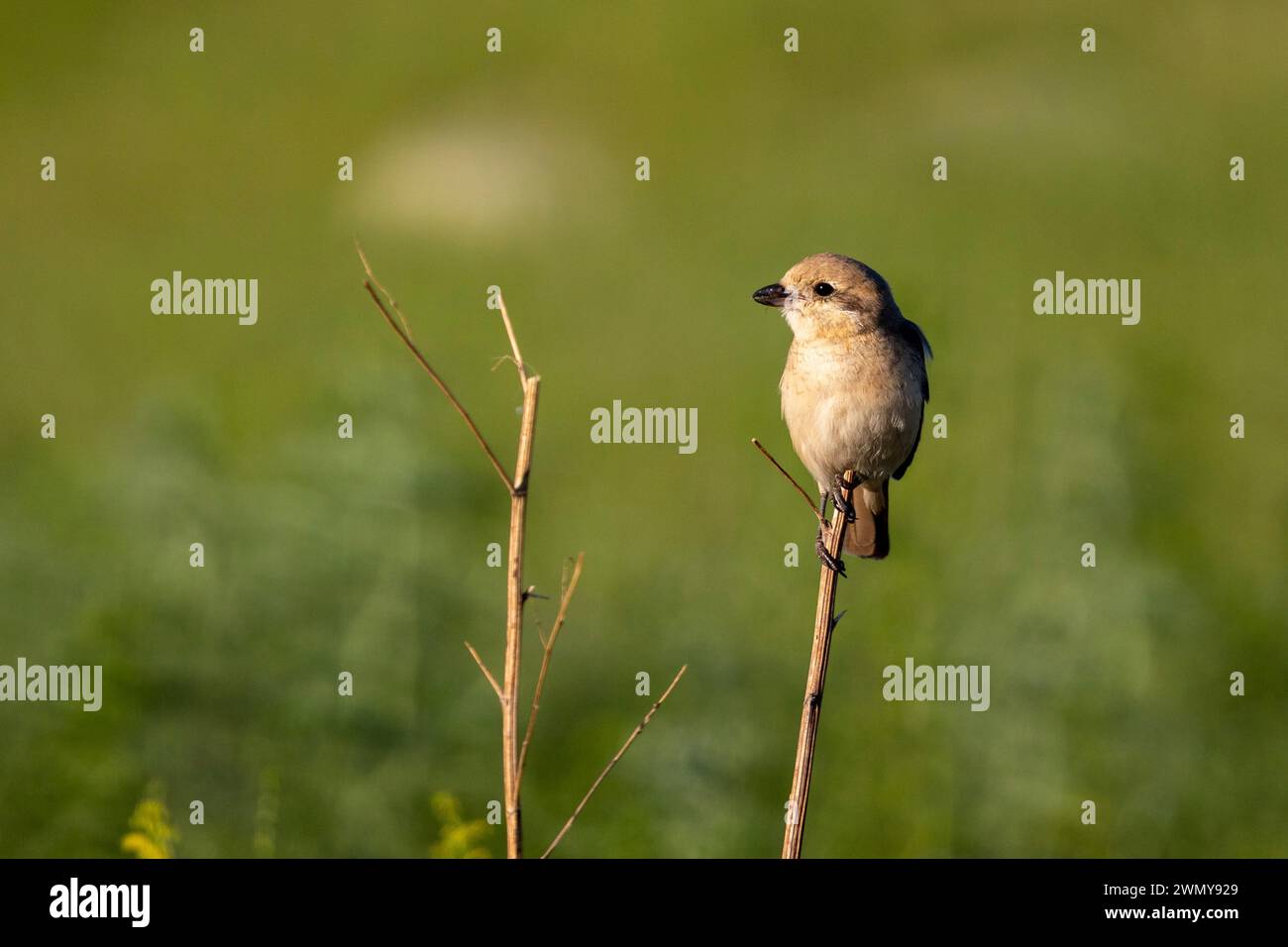 Mongolia, Eastern Mongolia, Steppe, Isabelline Shrike (Lanius ...