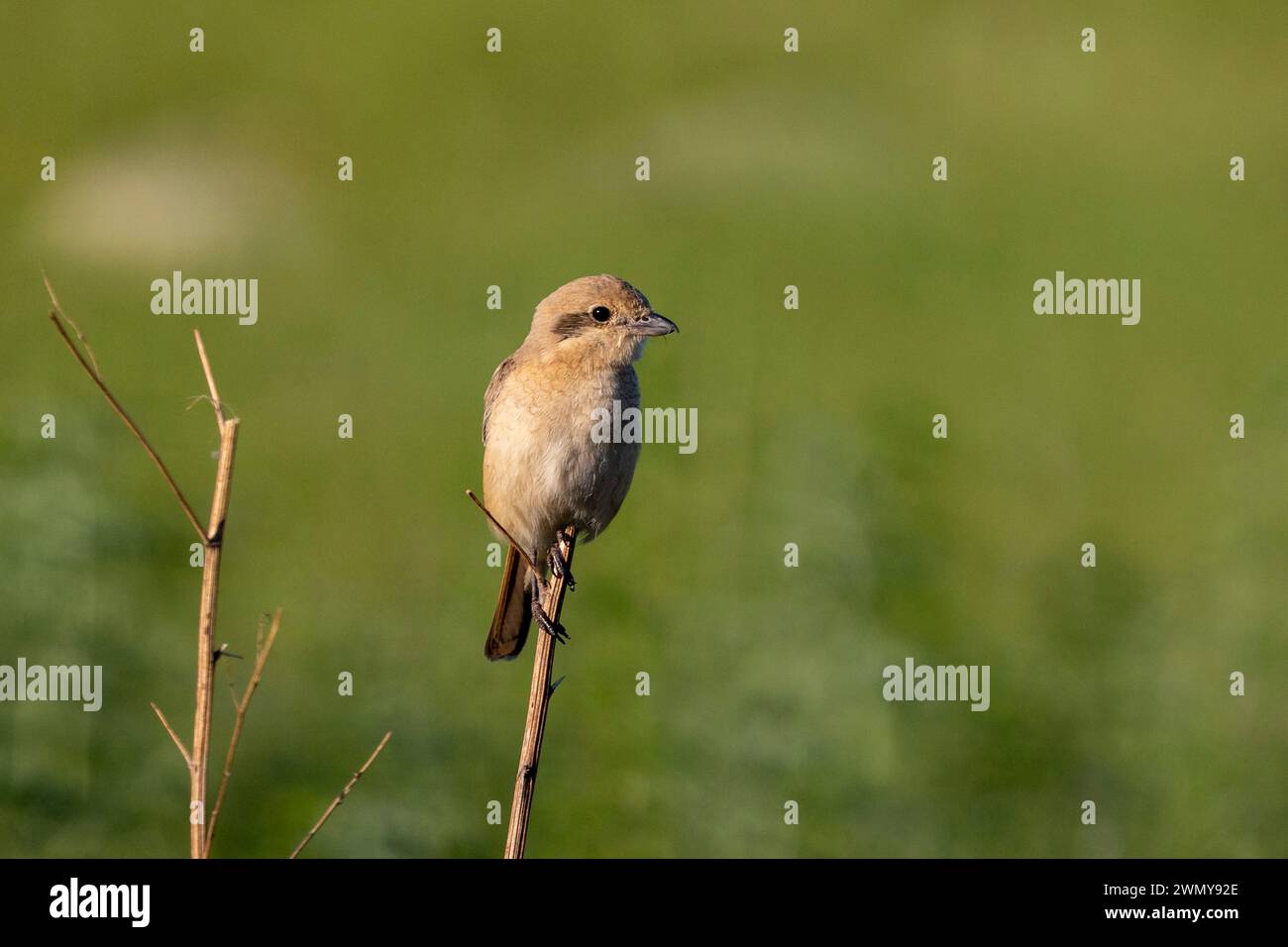 Mongolia, Eastern Mongolia, Steppe, Isabelline Shrike (Lanius ...