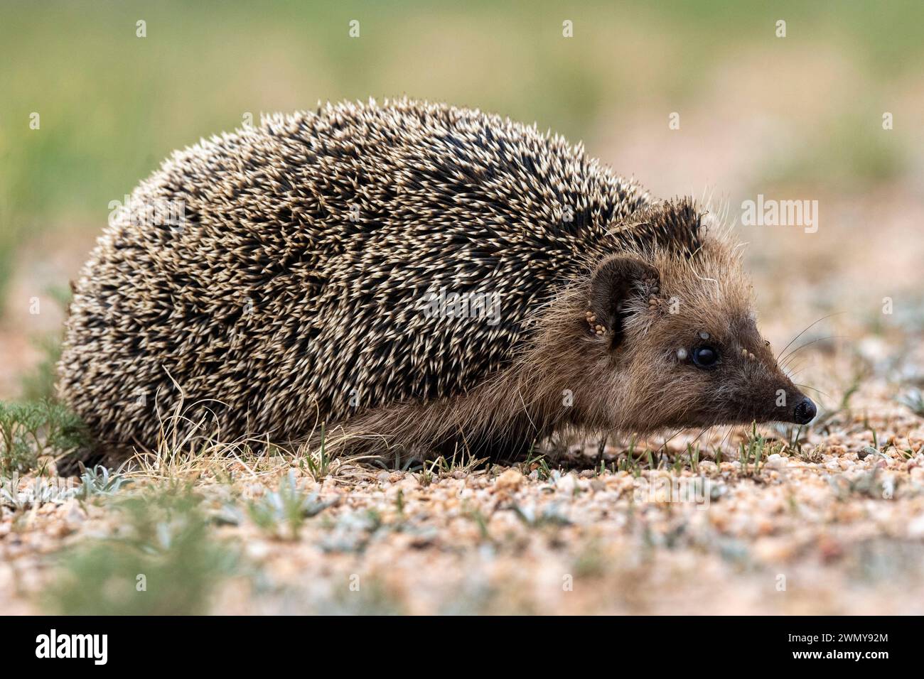 Mongolia, East Mongolia, Steppe area, Daurian Hedgehog (Mesechinus ...
