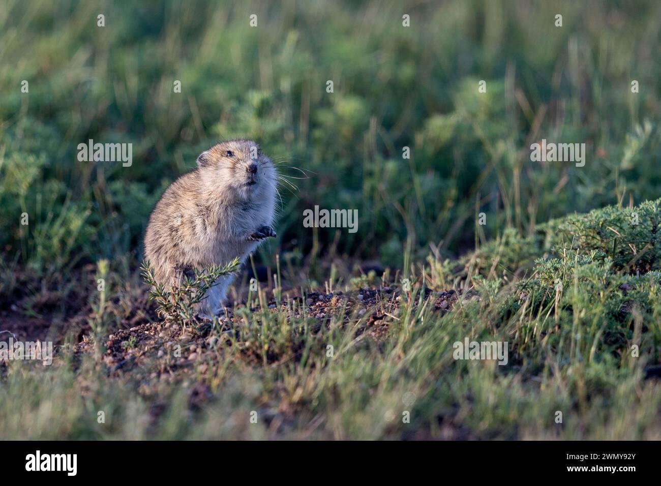Mongolia, Eastern Mongolia, Steppe, Brandt's Vole or Steppe Vole ...
