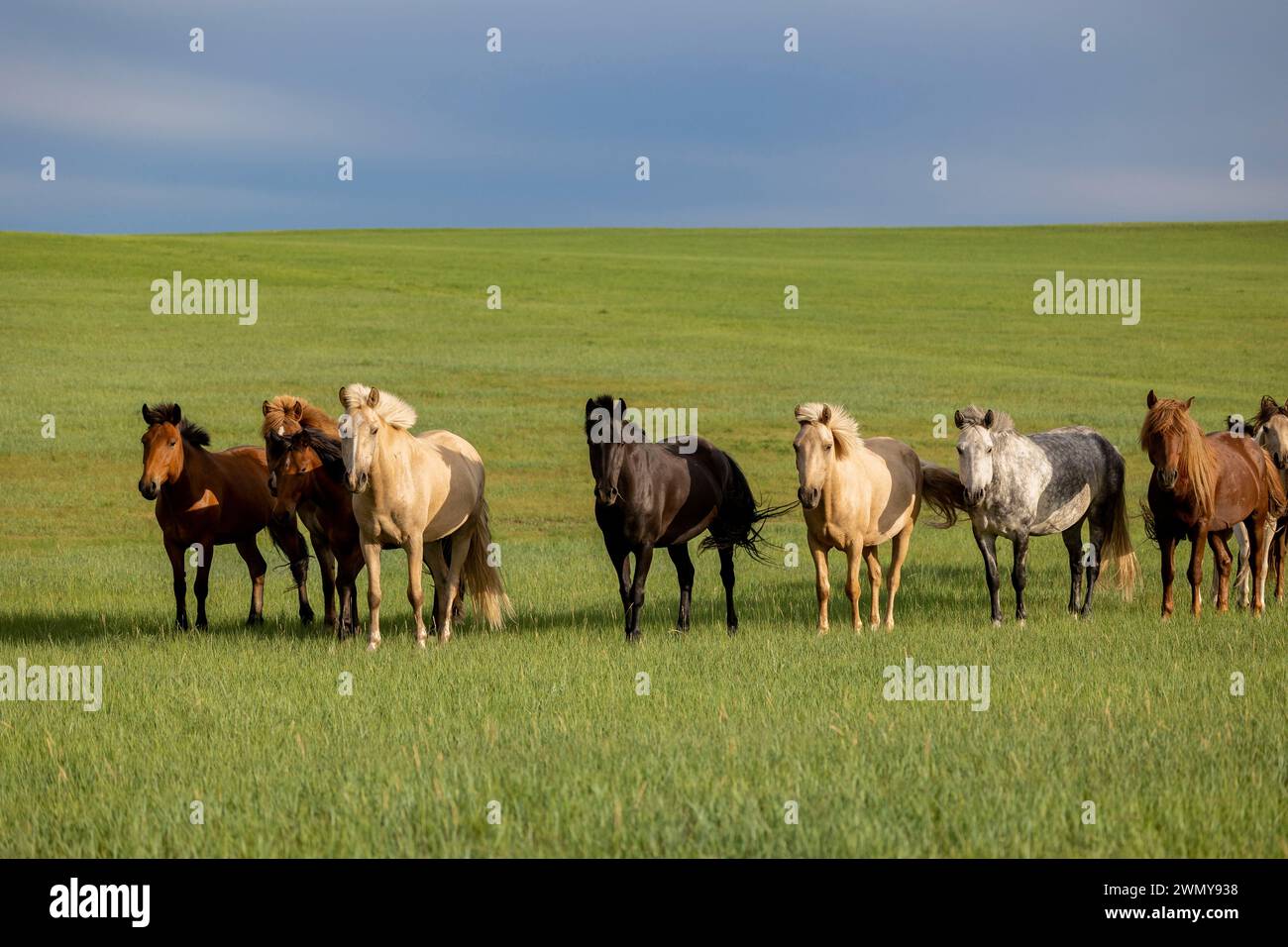 Mongolia, Eastern Mongolia, Steppe, Herd of horses Stock Photo - Alamy