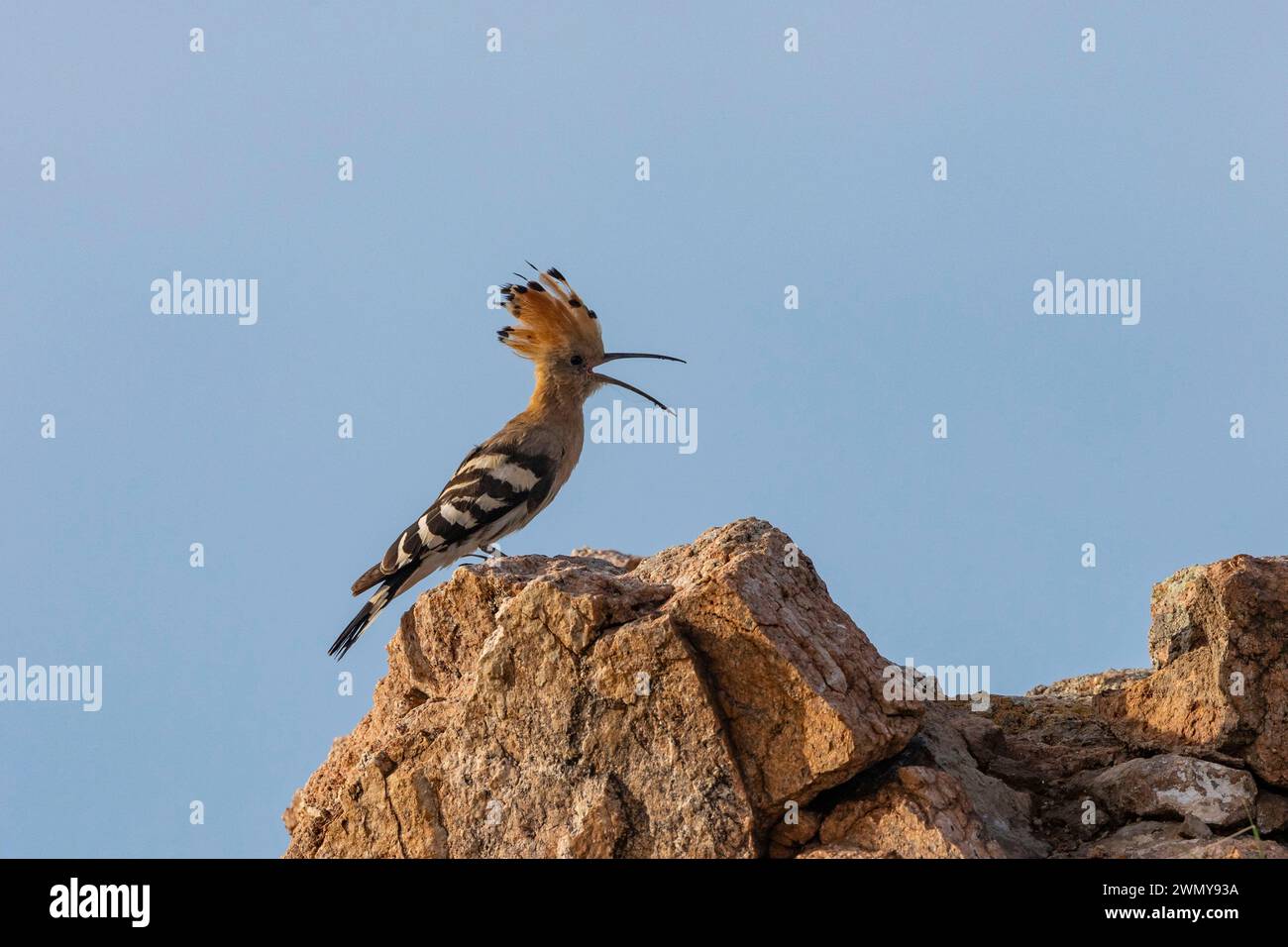Mongolia, Eastern Mongolia, Steppe, Mongolia, Eastern Mongolia, Steppe ...