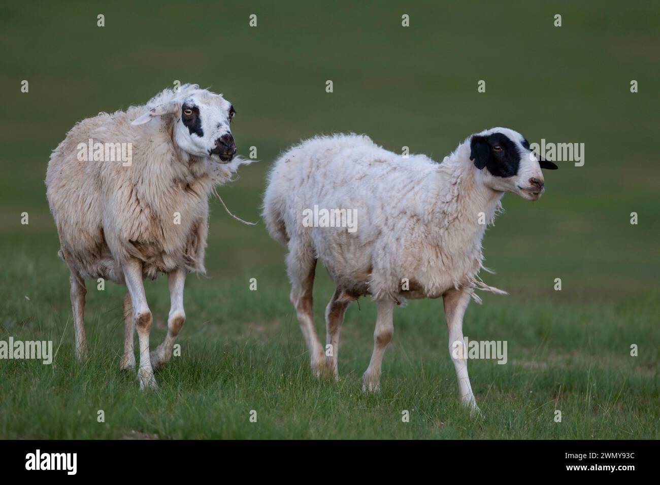 Mongolia, Eastern Mongolia, Steppe,Sheep Stock Photo - Alamy