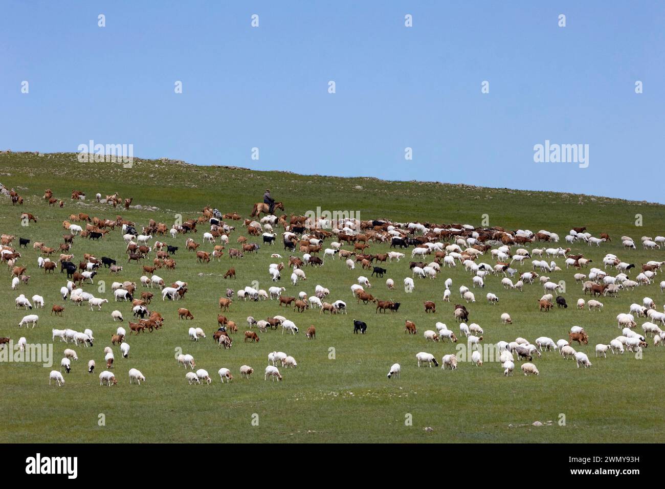 Mongolia, Eastern Mongolia, Steppe, Herd of goats and sheep watched by ...