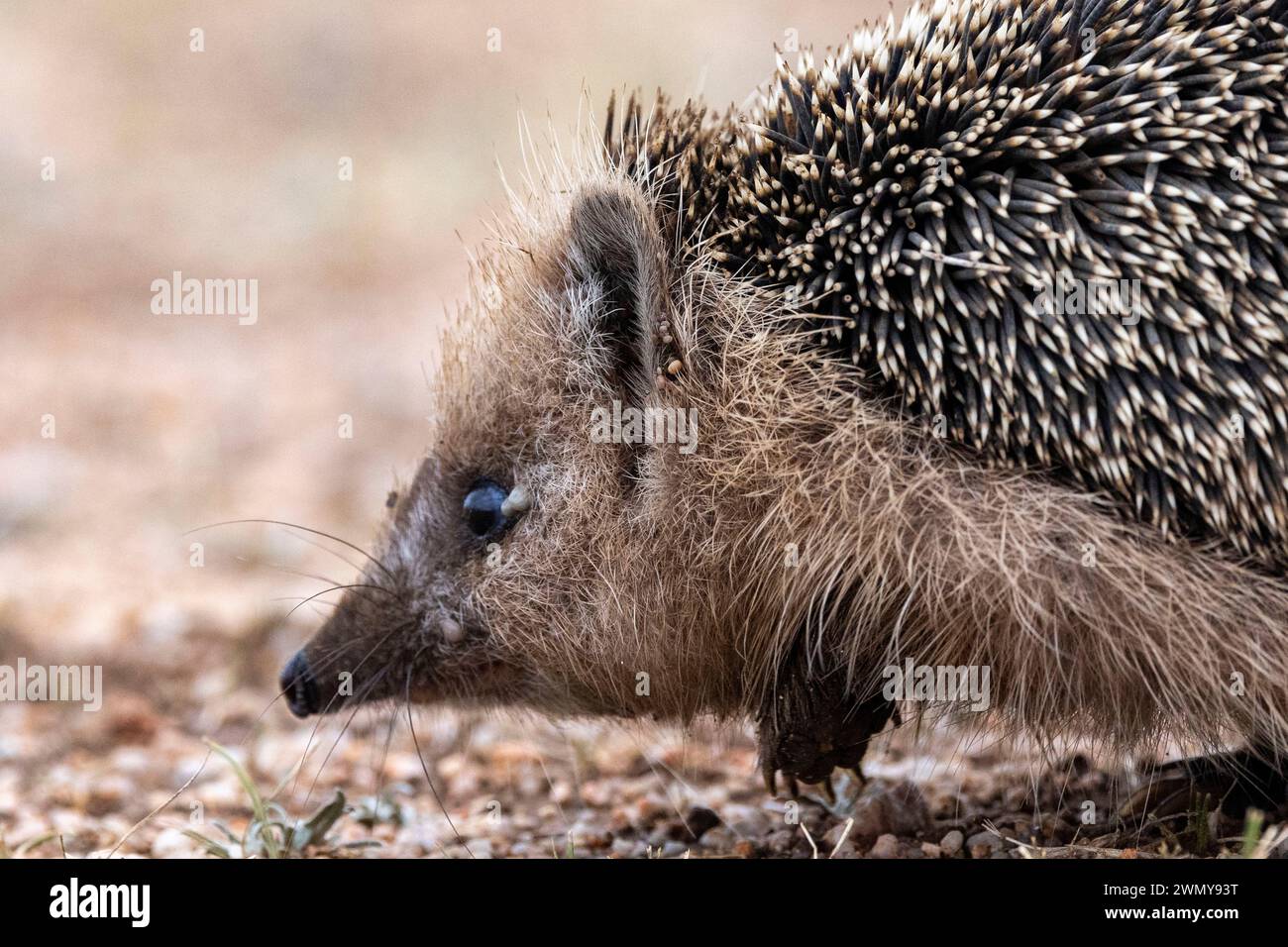 Mongolia, East Mongolia, Steppe area, Daurian Hedgehog (Mesechinus ...