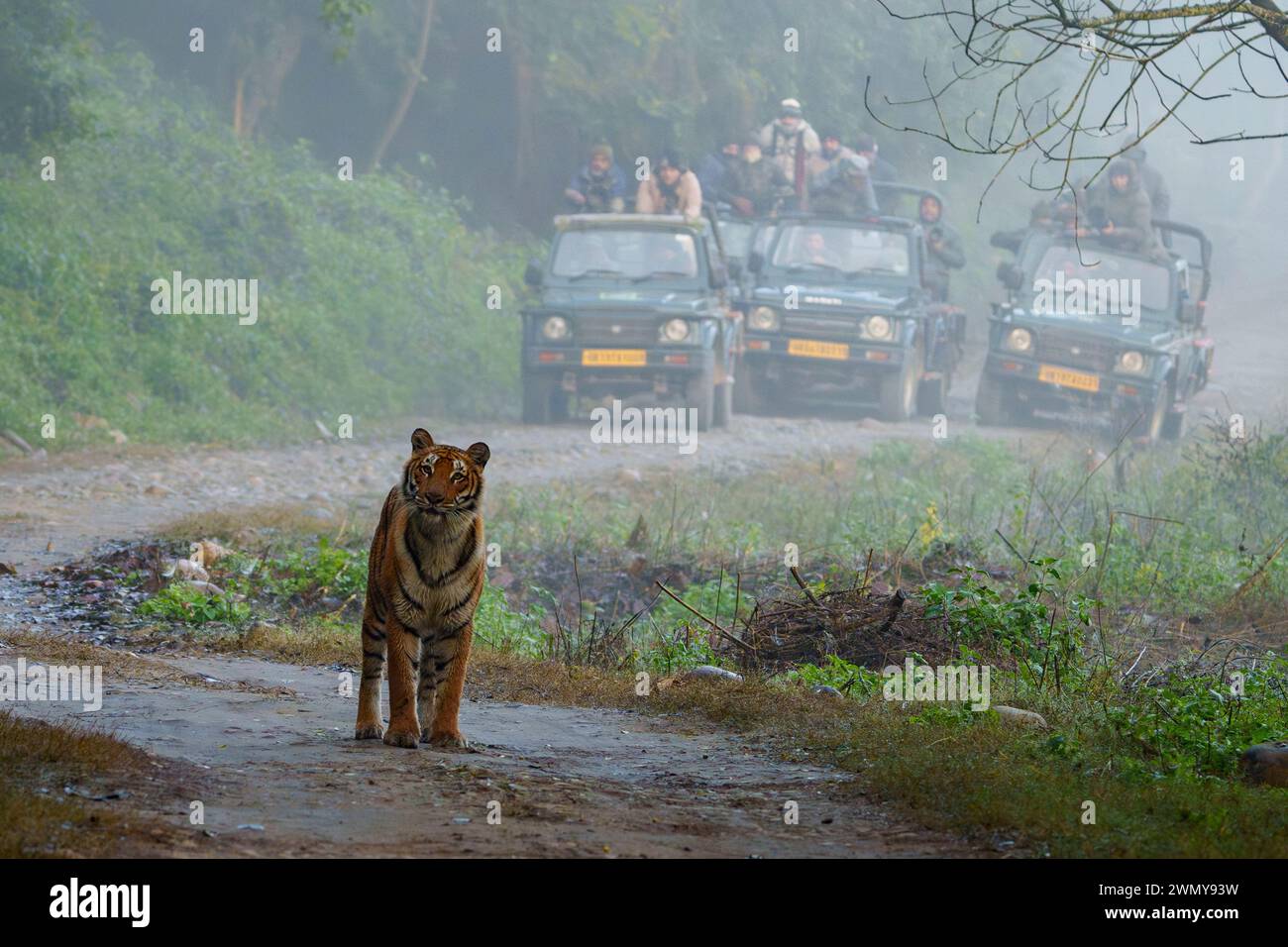 India, Uttarakhand, Jim Corbett National Park, Bengal tiger (Panthera ...