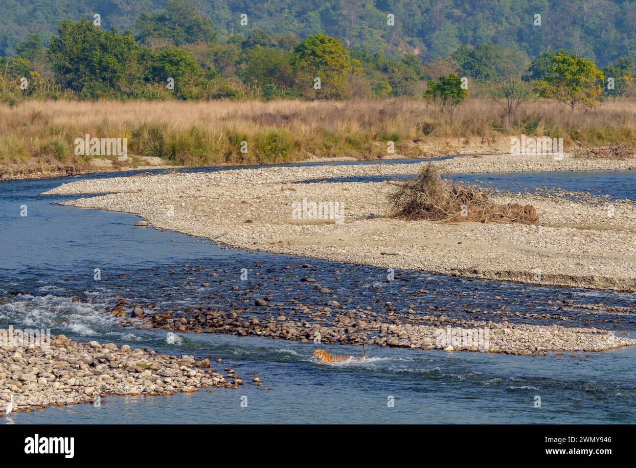 India, Uttarakhand, Jim Corbett National Park, Bengal tiger (Panthera tigris tigris), crossing a ...