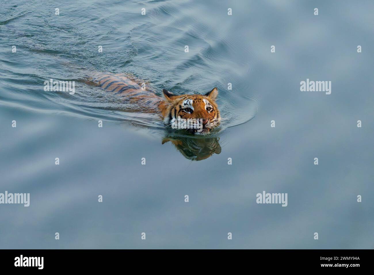 India, Uttarakhand, Jim Corbett National Park, Bengal tiger (Panthera tigris tigris), crossing a ...