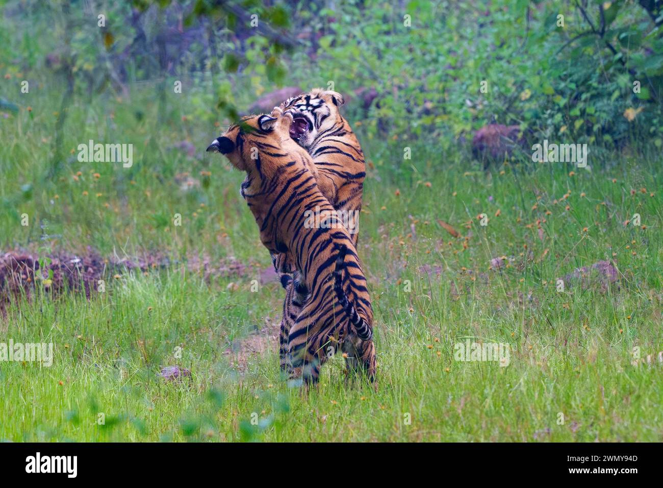 India, Maharashtra state, Chandrapur district,Maharashtra's oldest and ...