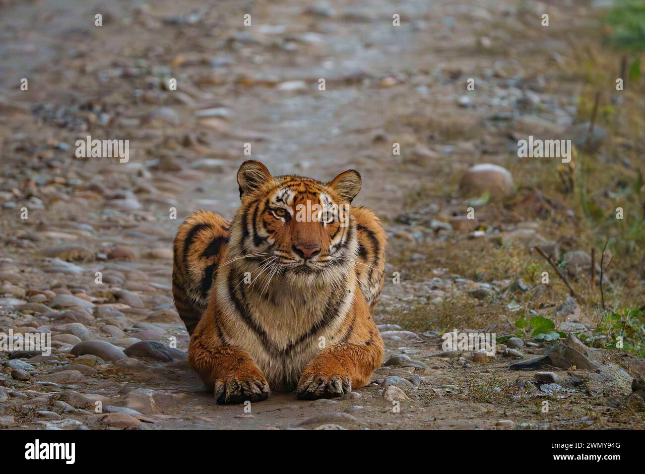India, Uttarakhand, Jim Corbett National Park, Bengal tiger (Panthera ...