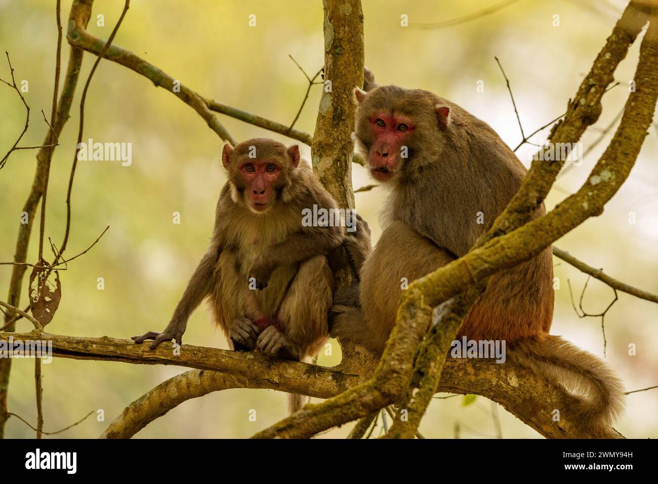 India, Uttarakhand, Jim Corbett National Park, Macaque rhesus (Macaca mulatta), male and female ...