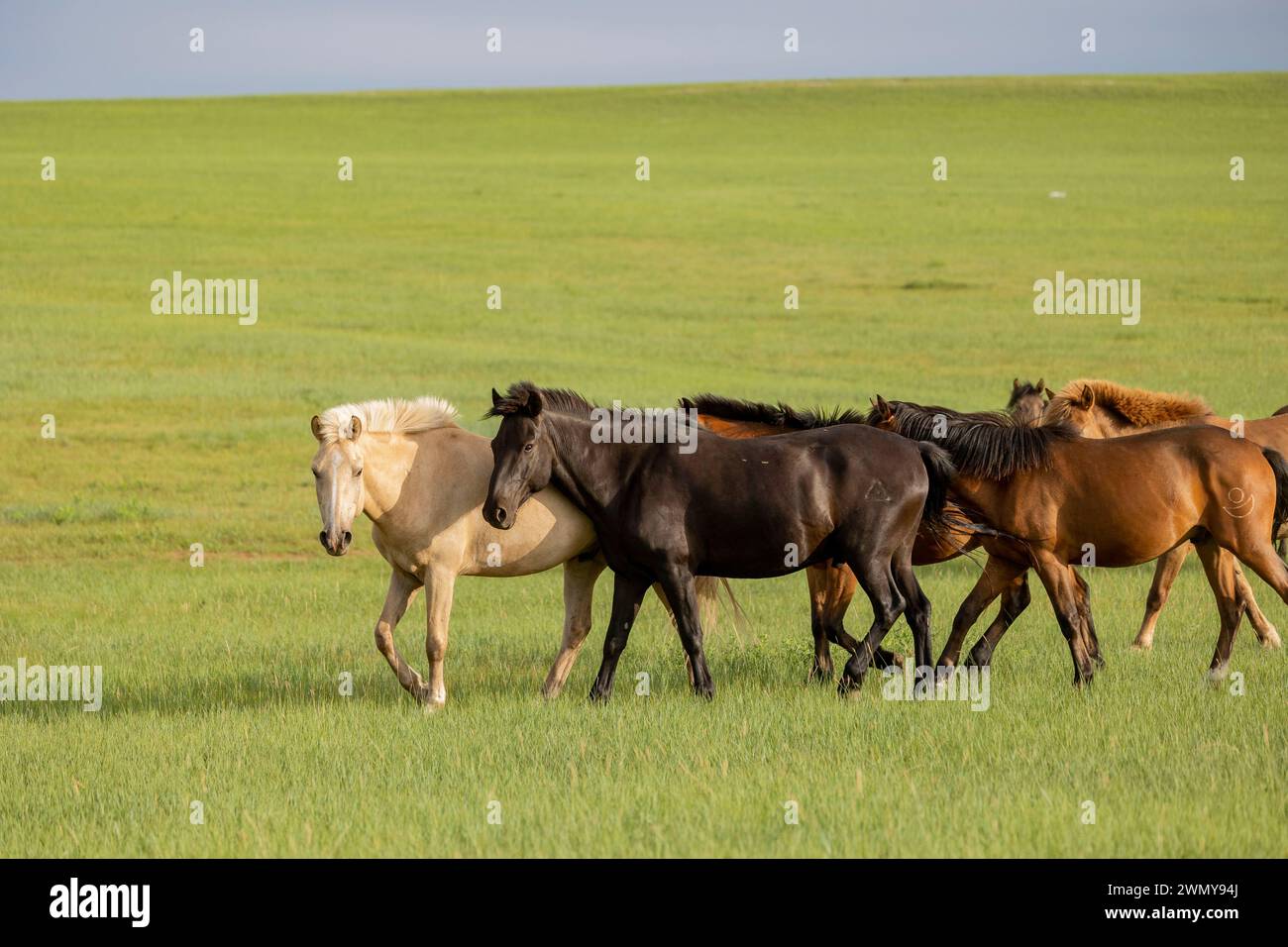 Mongolia, Eastern Mongolia, Steppe, Herd of horses Stock Photo - Alamy