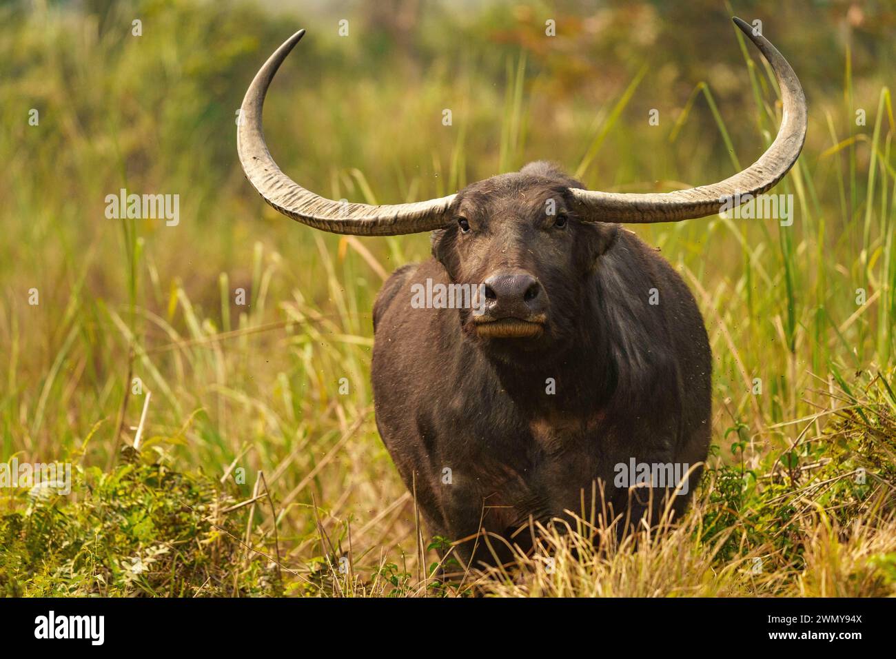 Asiatic water buffalo of india hi-res stock photography and images - Alamy