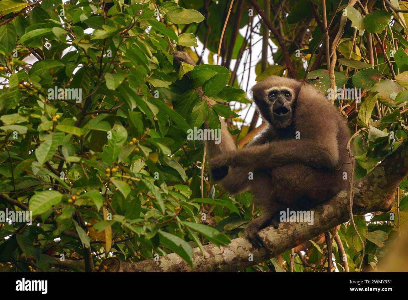 Southeast North Borneo, Malaysia, Sabah, Tabin Nature Reserve, Müller's ...