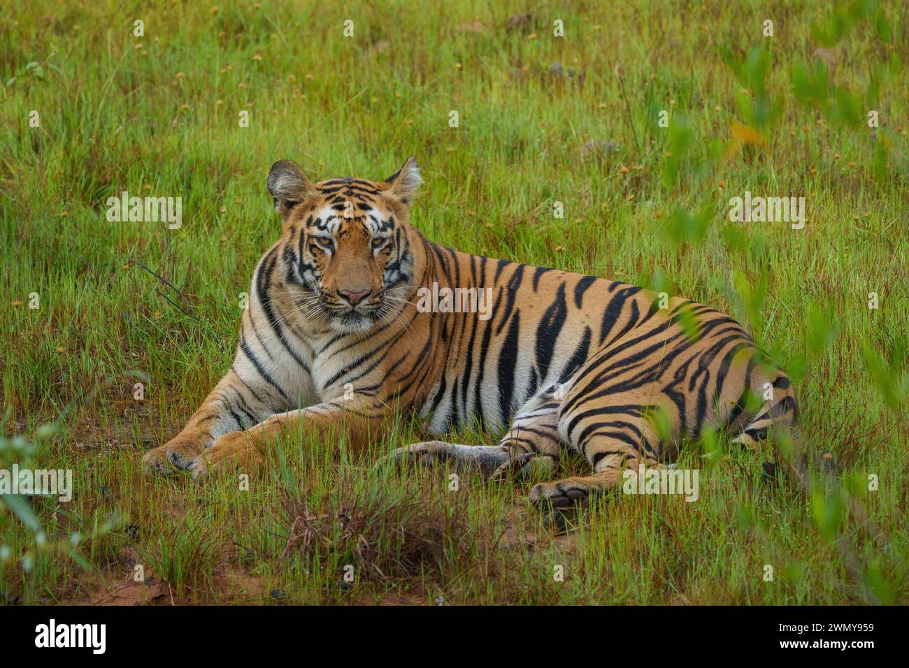India, Maharashtra state, Chandrapur district,Maharashtra's oldest and ...