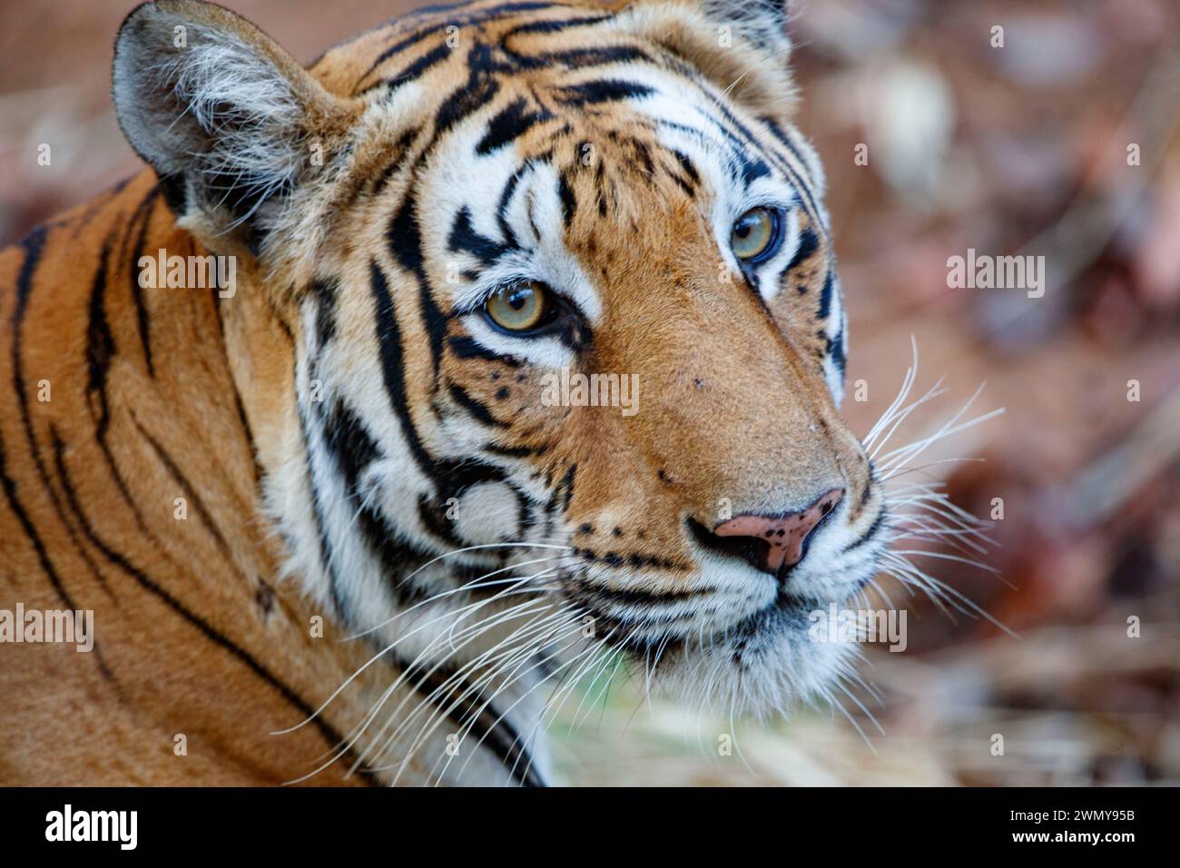 India, Maharashtra state, Chandrapur district,Maharashtra's oldest and ...