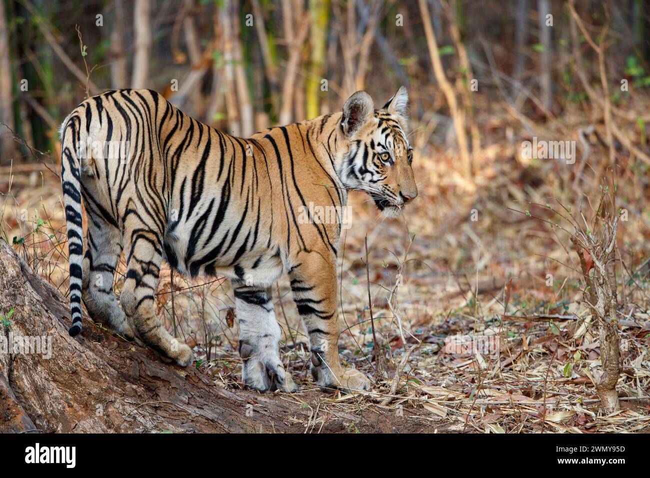 India, Maharashtra state, Chandrapur district,Maharashtra's oldest and ...