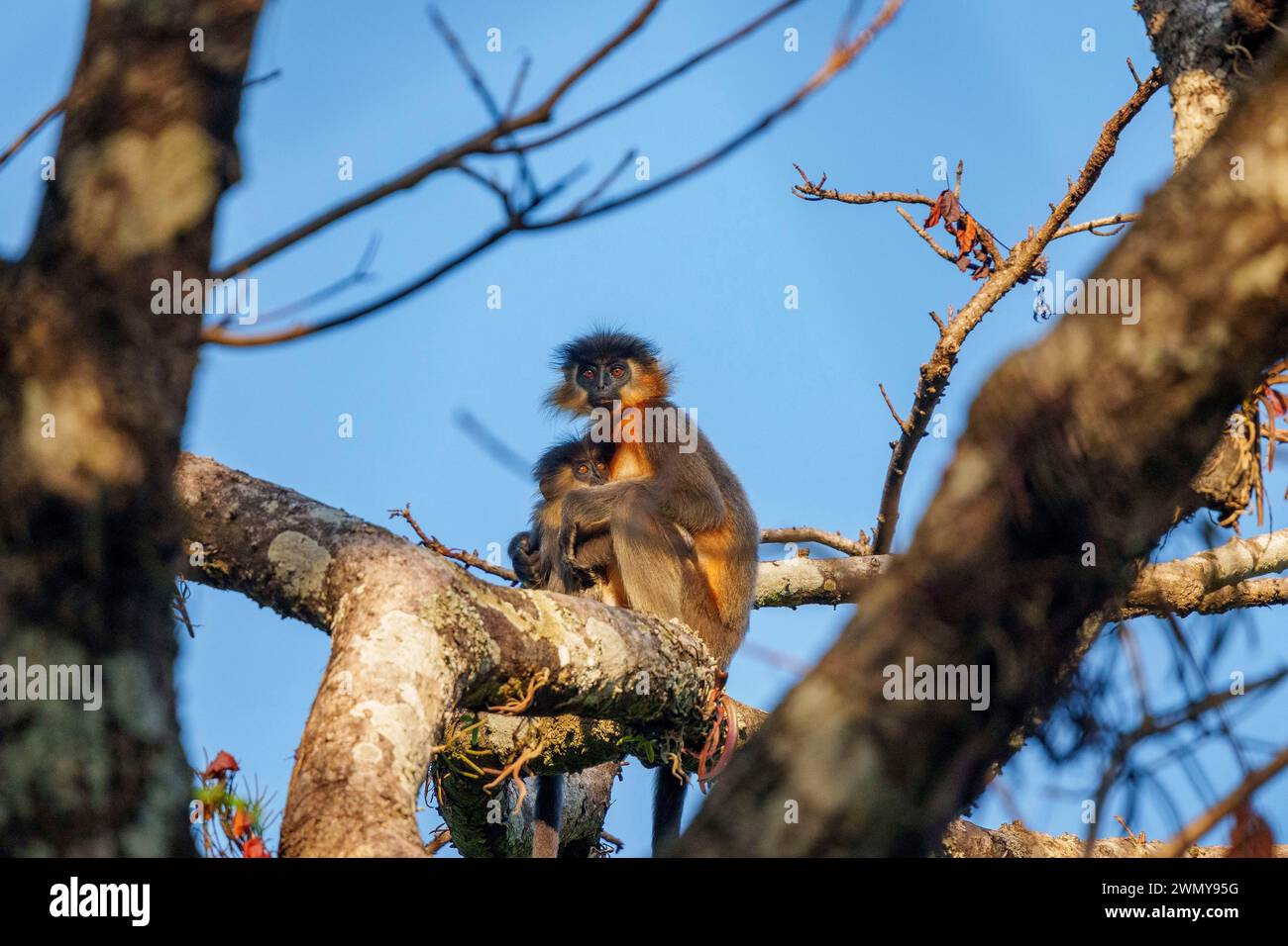 India, Uttarakhand, Jim Corbett National Park, Forest, Capped langur ...