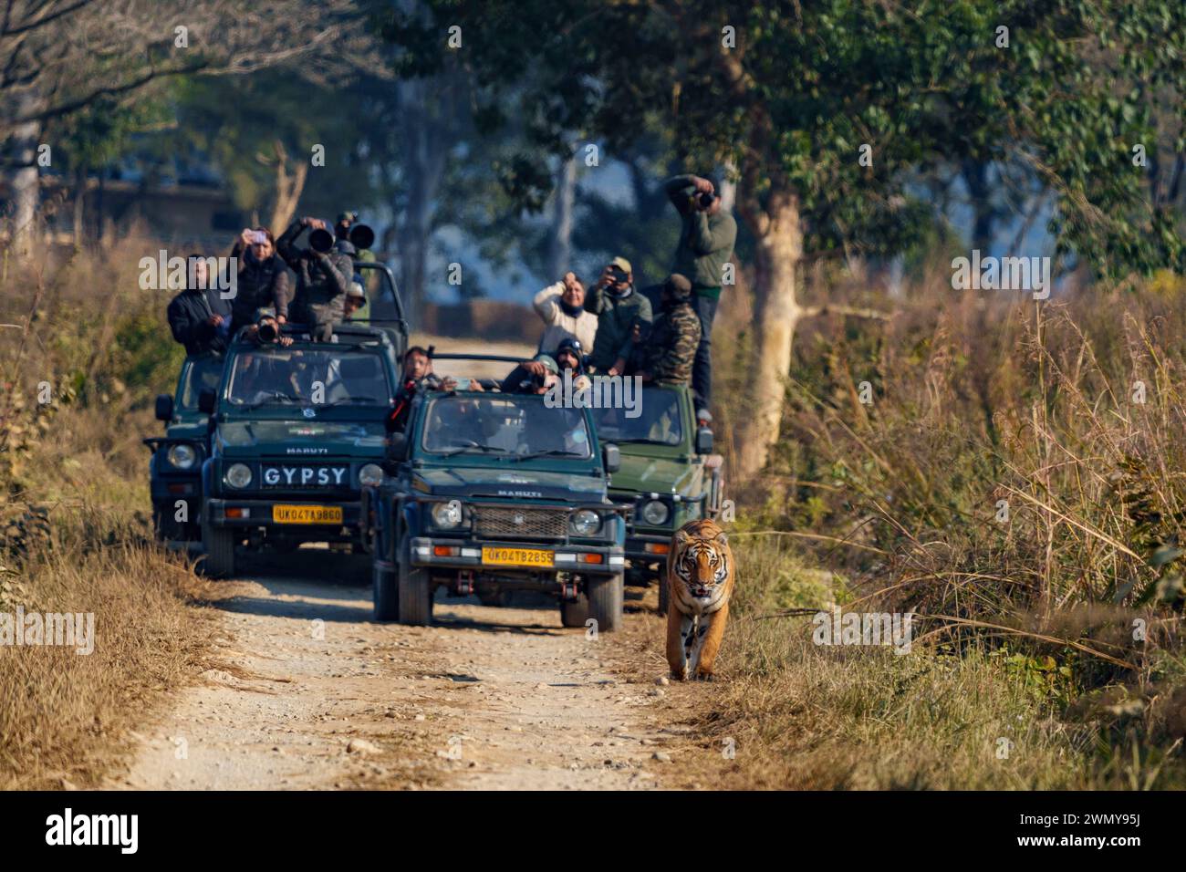 India, Uttarakhand, Jim Corbett National Park, Bengal tiger (Panthera ...