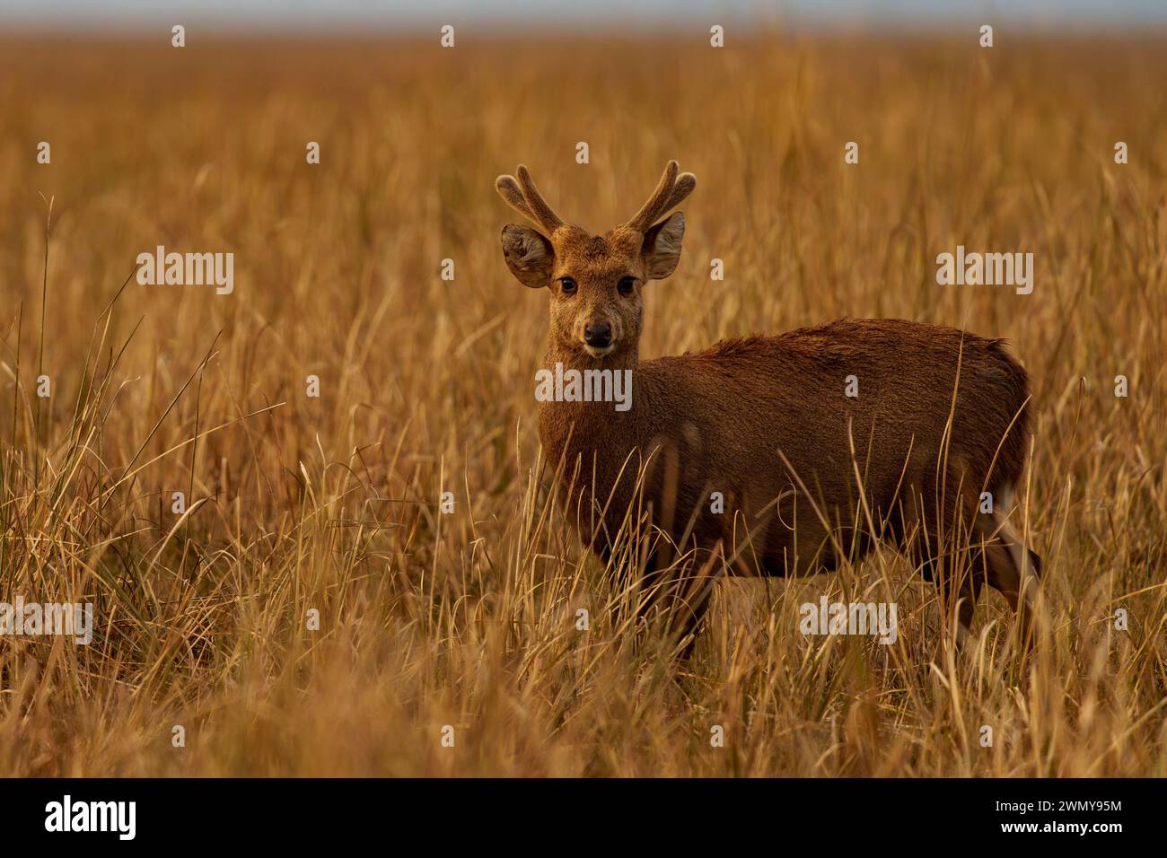 India, State of Assam, Kaziranga National Park, Hog Deer ( Axis ...