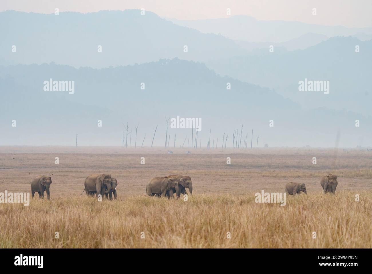India, Uttarakhand, Jim Corbett National Park, Asian or Asiatic ...