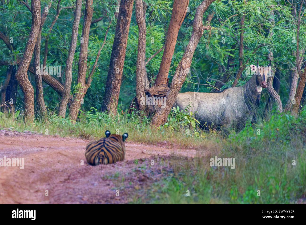 India, Maharashtra state, Chandrapur district,Maharashtra's oldest and ...