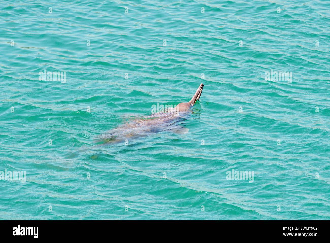 Platanista gangetica hi-res stock photography and images - Alamy